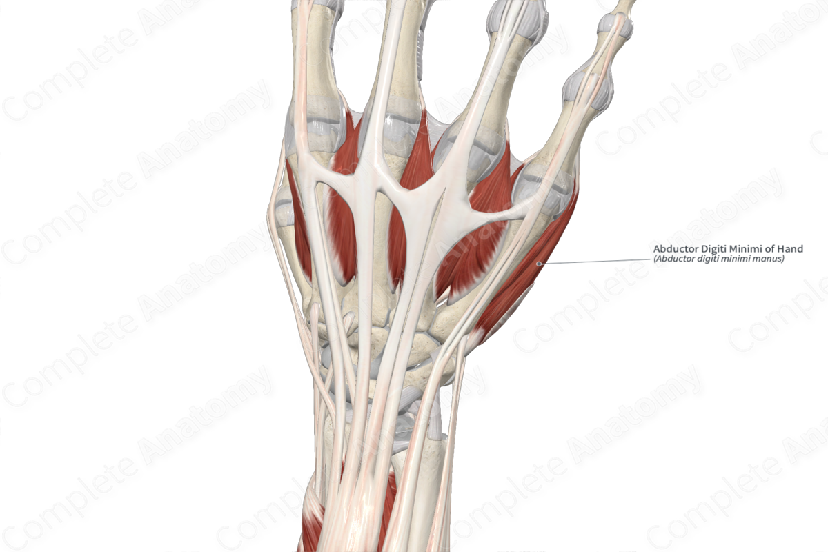 Abductor Digiti Minimi Of Hand Complete Anatomy