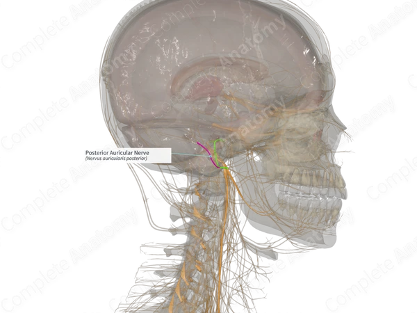 Posterior Auricular Nerve (Right) | Complete Anatomy