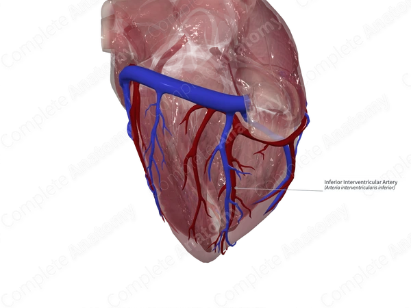 Inferior Interventricular Artery | Complete Anatomy