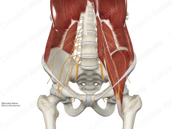 Obturator Nerve | Complete Anatomy