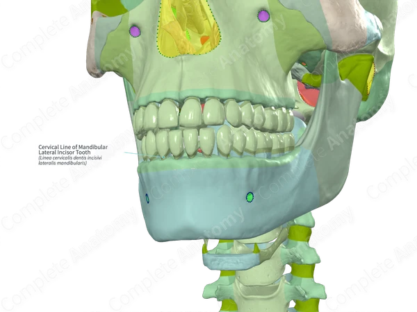 Cervical Line of Mandibular Lateral Incisor Tooth | Complete Anatomy