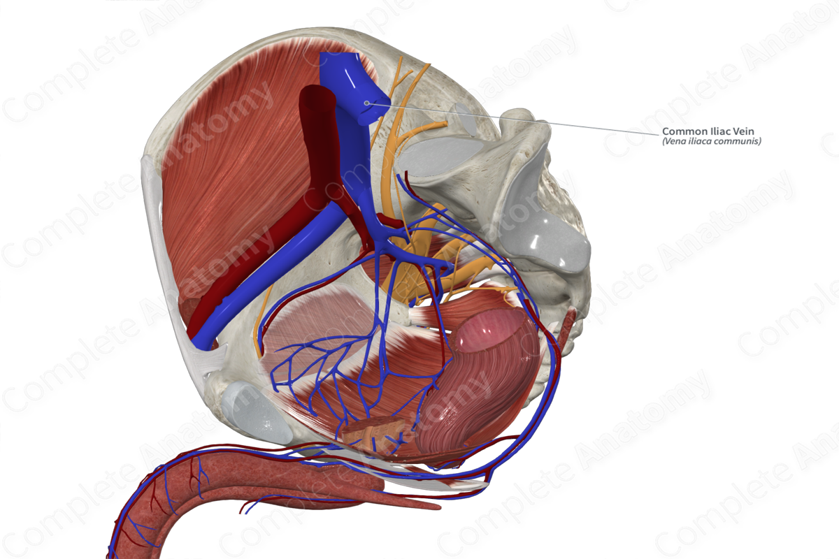 Common Iliac Vein Complete Anatomy