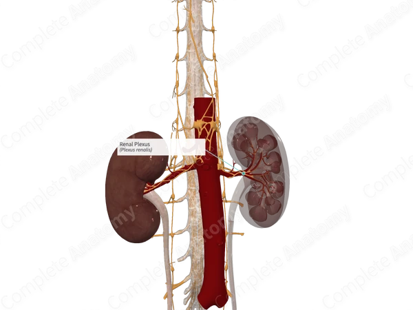 Renal Plexus | Complete Anatomy