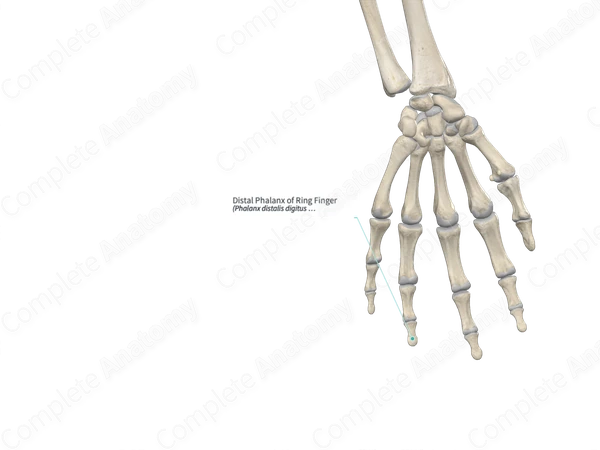 Distal Phalanx of Ring Finger | Complete Anatomy