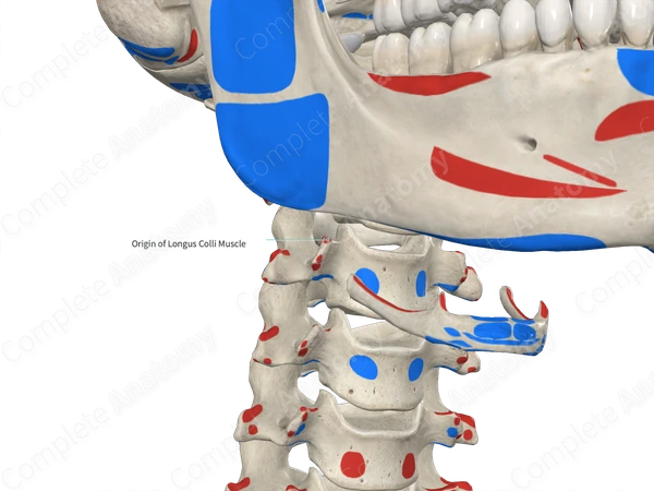 Origin of Longus Colli Muscle | Complete Anatomy