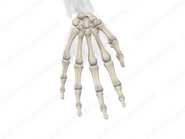 Bones of Hand (Left) | Complete Anatomy