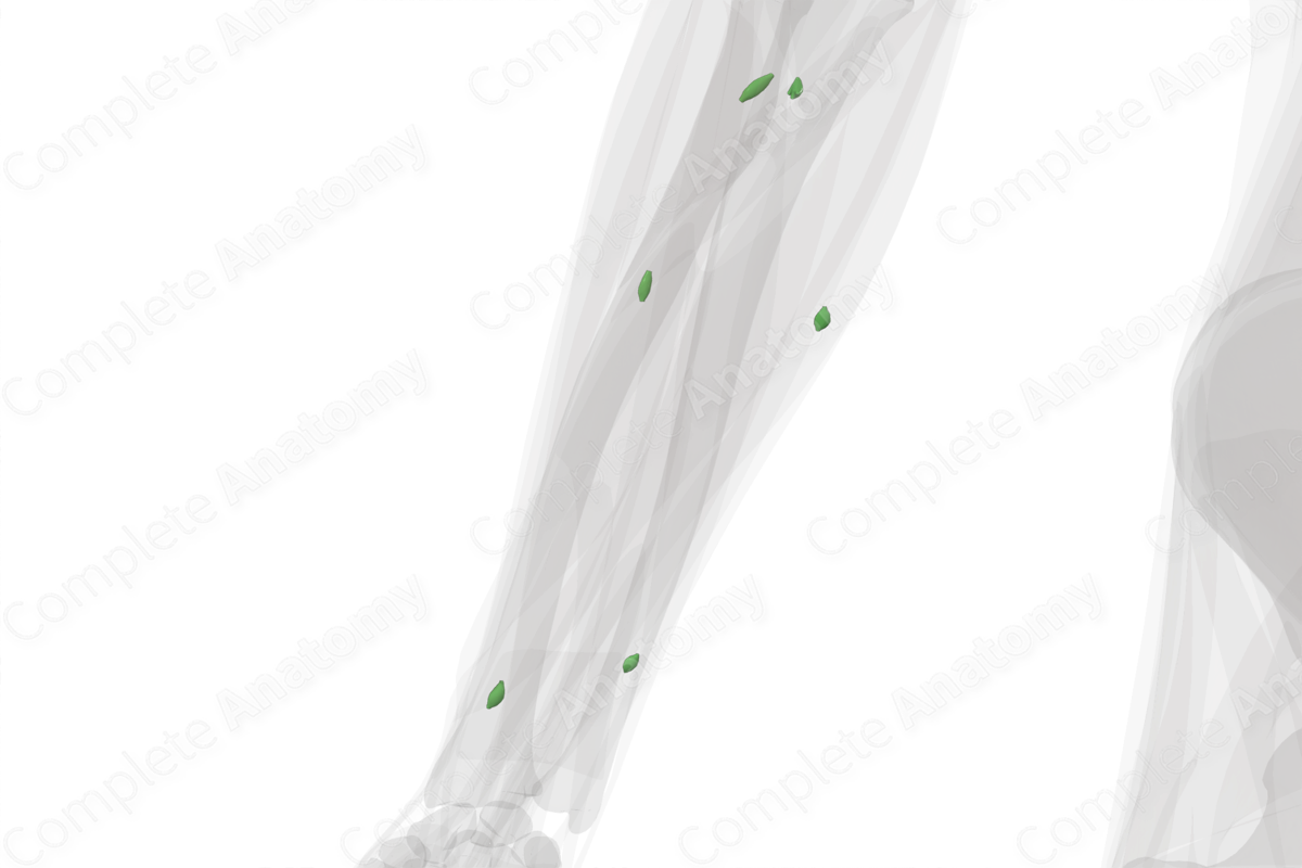 Lymph Nodes Of Forearm Left Complete Anatomy