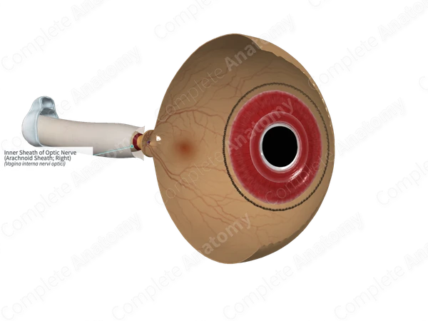 Optic Nerve Sheath Anatomy