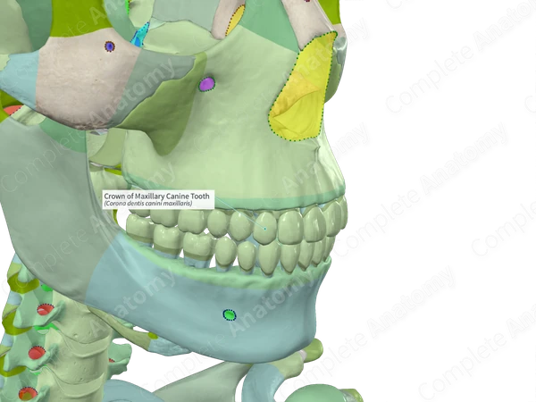 Crown of Maxillary Canine Tooth | Complete Anatomy