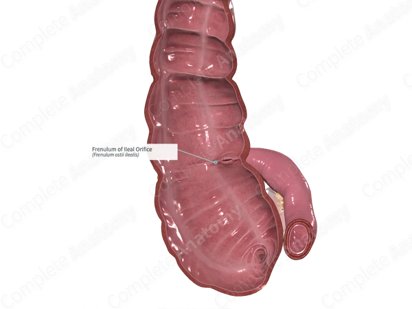 Frenulum of Ileal Orifice | Complete Anatomy