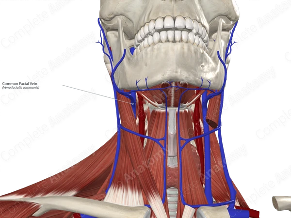 Common Facial Vein | Complete Anatomy