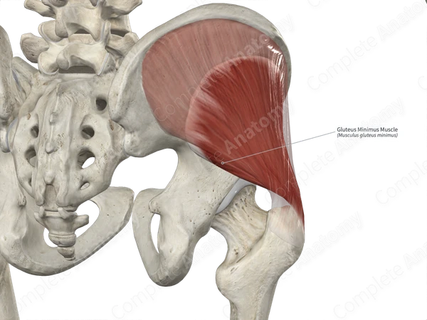 Gluteus Minimus Muscle | Complete Anatomy