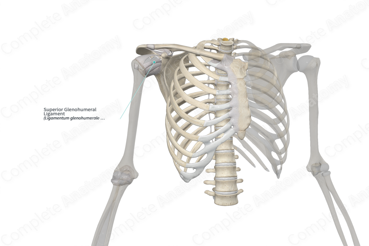 Superior Glenohumeral Ligament Complete Anatomy