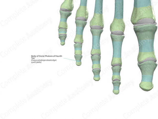 Body of Distal Phalanx of Fourth Toe | Complete Anatomy
