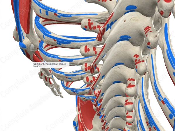 Origin of Semispinalis Thoracis Muscle | Complete Anatomy