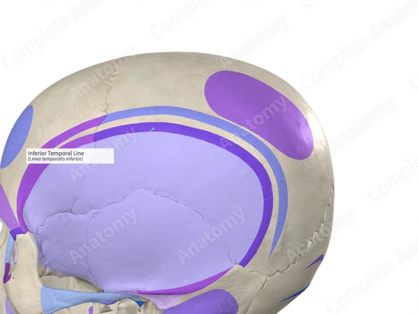 Inferior Temporal Line | Complete Anatomy