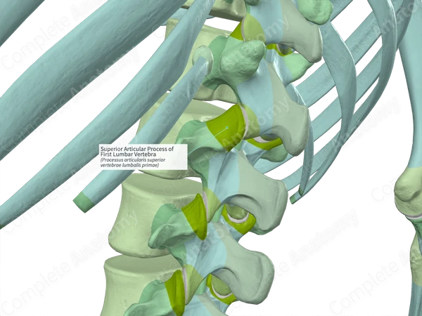 Superior Articular Process of First Lumbar Vertebra (Left) | Complete ...