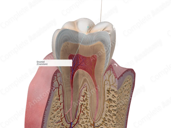 Enamel | Complete Anatomy