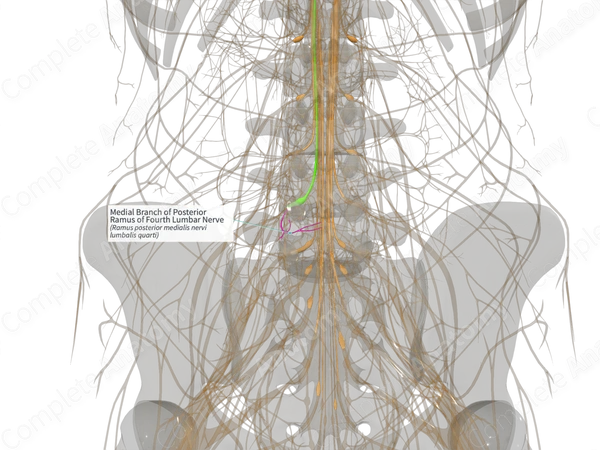 Medial Branch of Posterior Ramus of Fourth Lumbar Nerve (Left ...