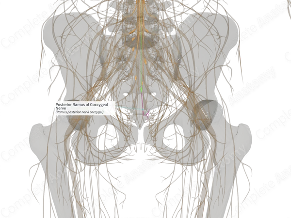 Posterior Ramus of Coccygeal Nerve (Right) | Complete Anatomy