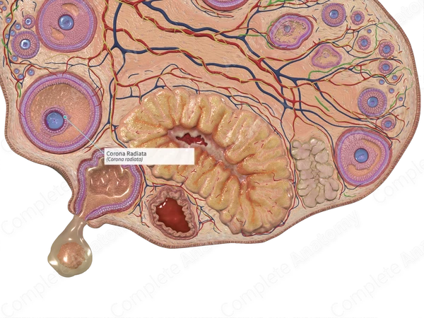 Corona Radiata | Complete Anatomy
