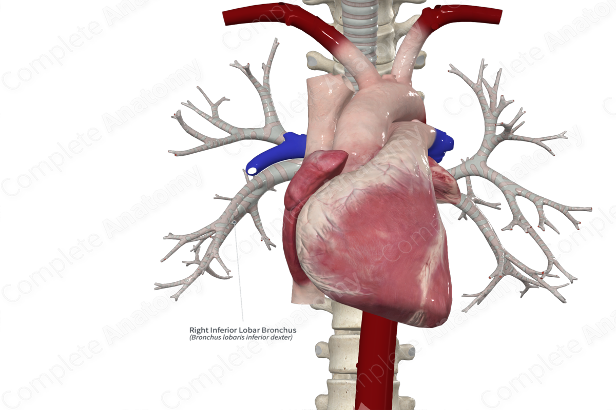 Right Inferior Lobar Bronchus Complete Anatomy