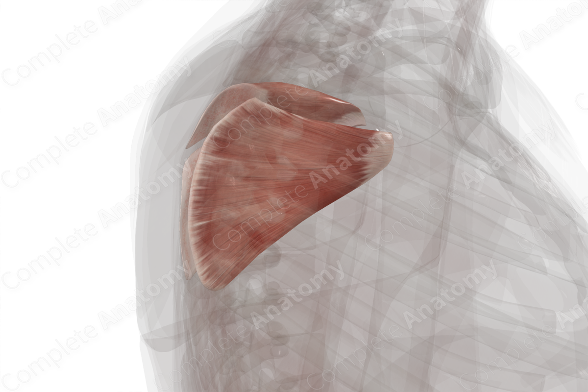 Rotator Cuff Muscles (Left) | Complete Anatomy Rotator Cuff Muscles (Left) | Complete Anatomy