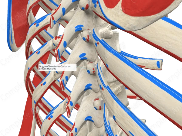 Origin of Levatores Costarum Breves Muscles | Complete Anatomy