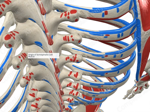 Origin of Semispinalis Colli Muscle | Complete Anatomy