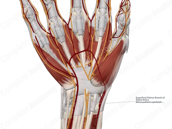 Superficial Palmar Branch of Radial Artery | Complete Anatomy