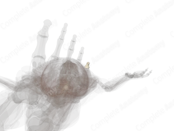 Little Toe Anatomy Diagram