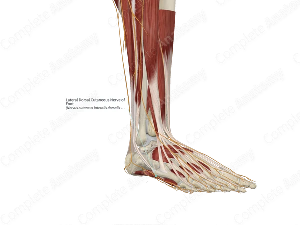 Lateral Dorsal Cutaneous Nerve of Foot | Complete Anatomy
