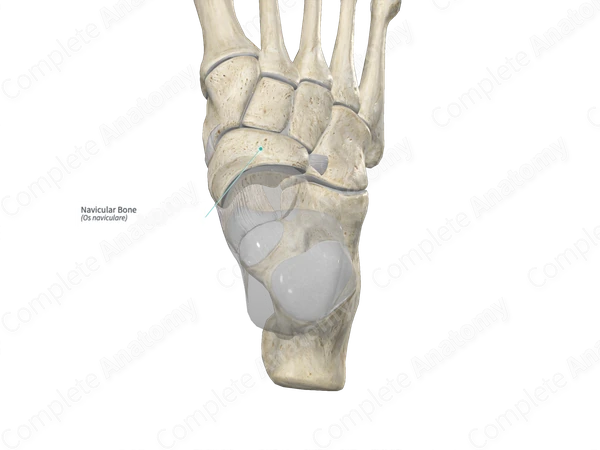 Navicular Bone | Complete Anatomy