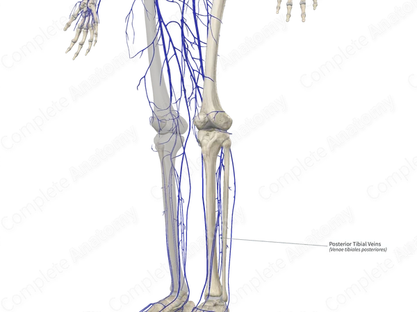 Posterior Tibial Veins | Complete Anatomy