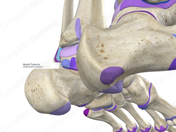 Medial Tubercle | Complete Anatomy