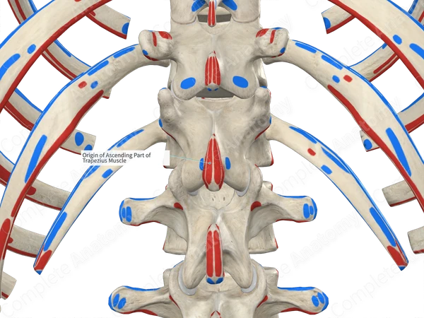 Origin of Ascending Part of Trapezius Muscle | Complete Anatomy