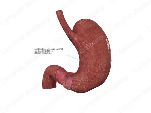 Longitudinal Muscular Layer of Stomach (Posterior) | Complete Anatomy