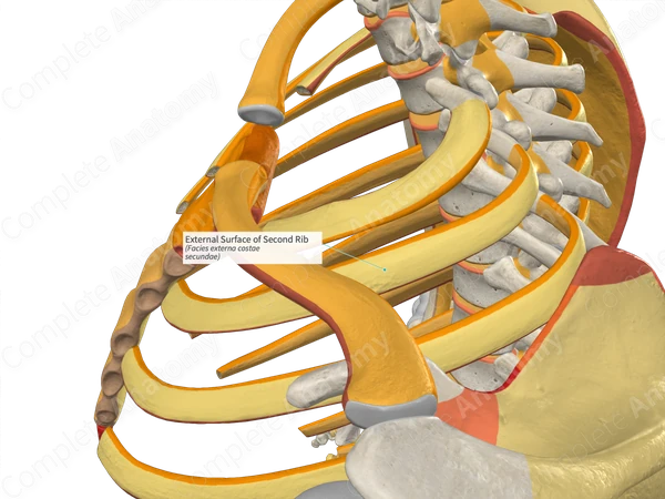 External Surface of Second Rib | Complete Anatomy