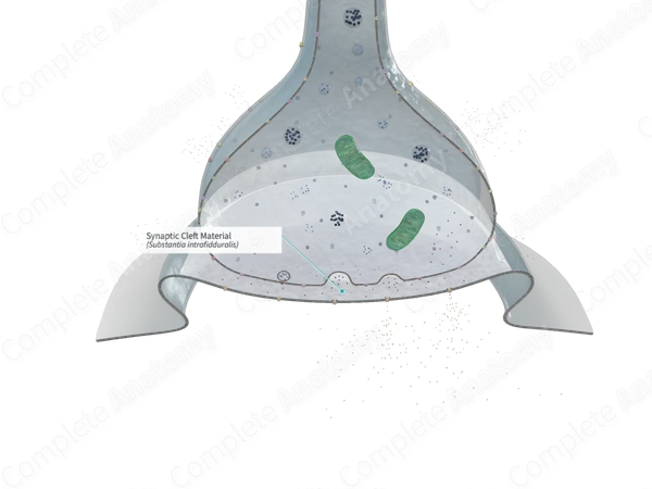 Synaptic Cleft Material | Complete Anatomy