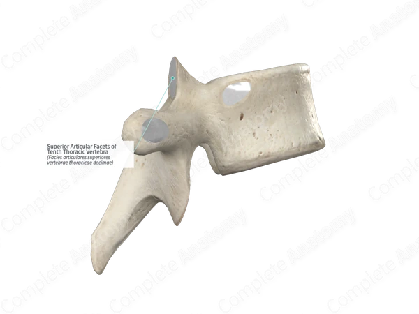 Superior Articular Facets of Tenth Thoracic Vertebra | Complete Anatomy