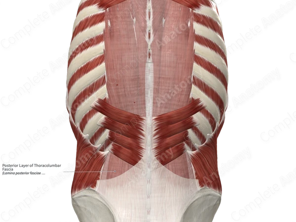 Posterior Layer of Thoracolumbar Fascia | Complete Anatomy