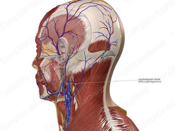 Jugulodigastric Node | Complete Anatomy
