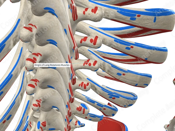 Origin of Long Rotatores Muscles | Complete Anatomy