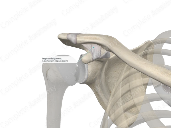Trapezoid Ligament | Complete Anatomy