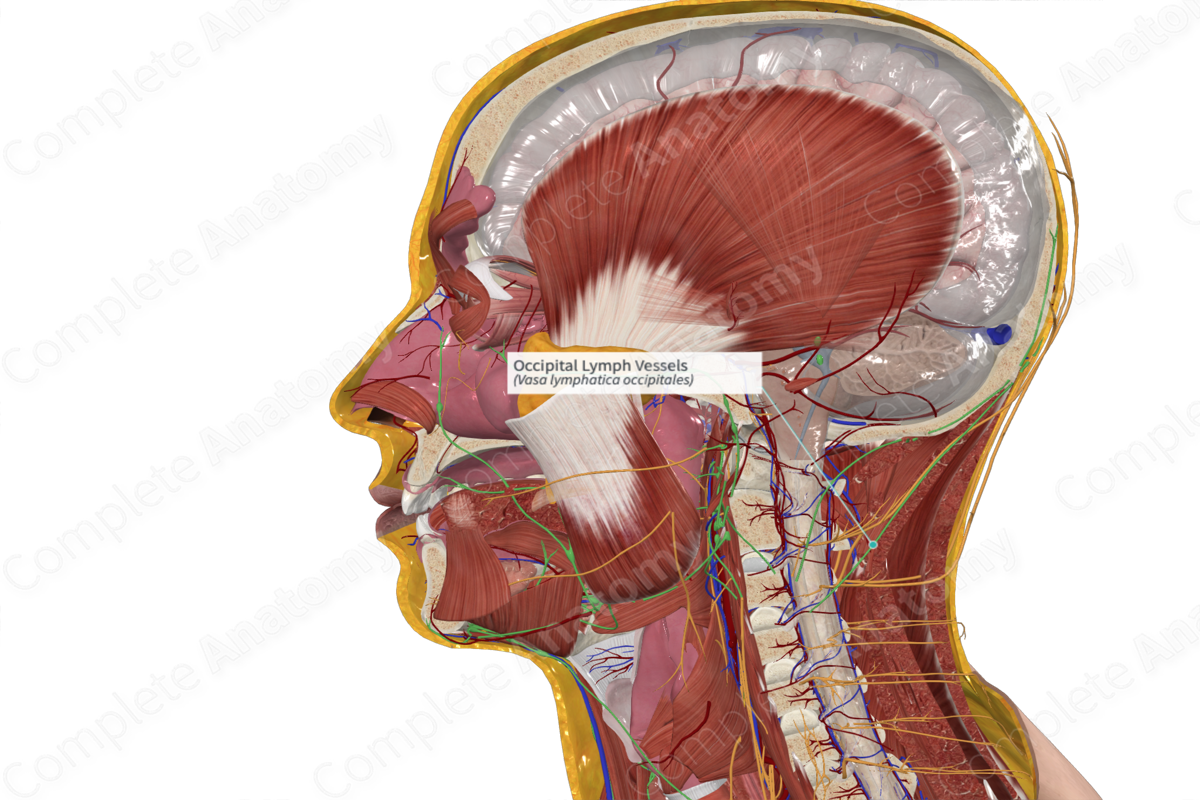 Occipital Lymph Vessels Complete Anatomy