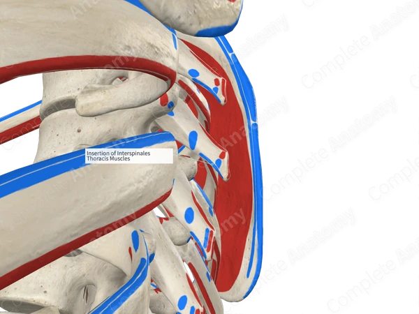 Insertion of Interspinales Thoracis Muscles | Complete Anatomy