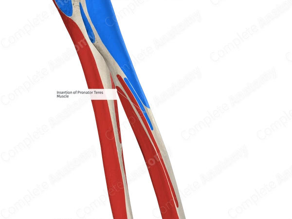 Insertion of Pronator Teres Muscle | Complete Anatomy