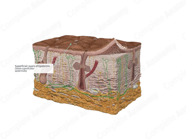 Superficial Layers of Epidermis | Complete Anatomy