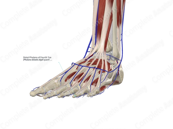 Toe Ligament Distal Phalanges 2+ Hundred Distal Phalanx Toe