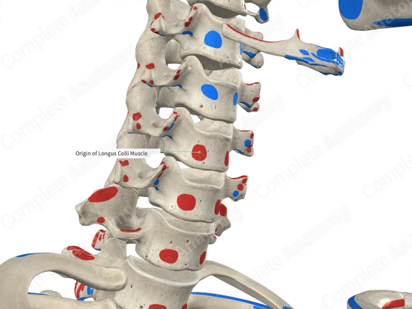 Origin of Longus Colli Muscle | Complete Anatomy